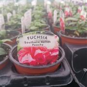 Fuchsia - Southern Belles Peachy