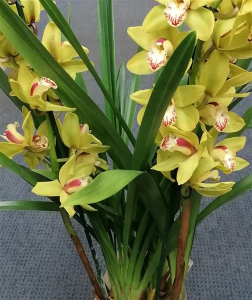 Cymbidium orchid for sale store
